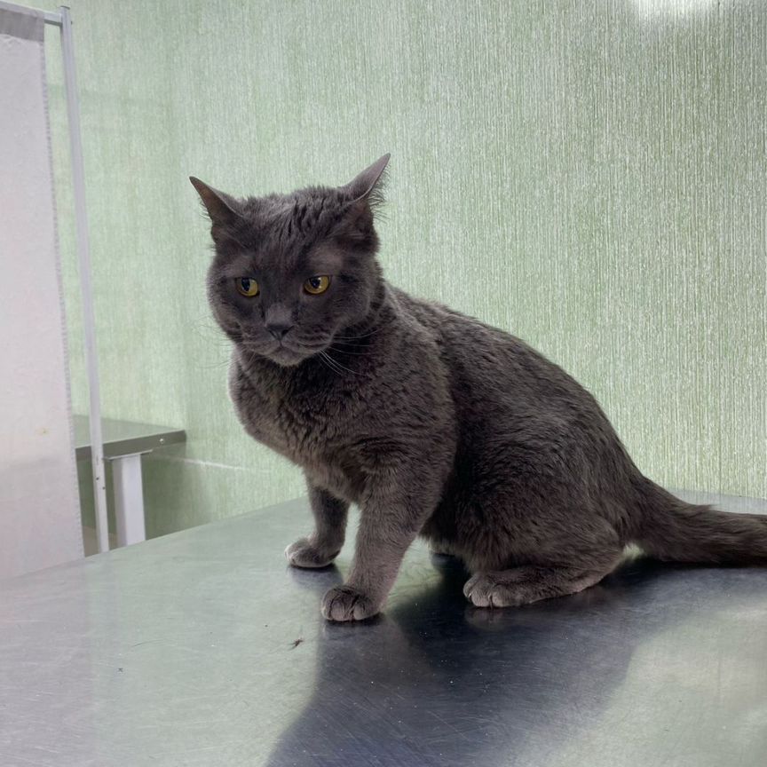 Котику нужна новая семья