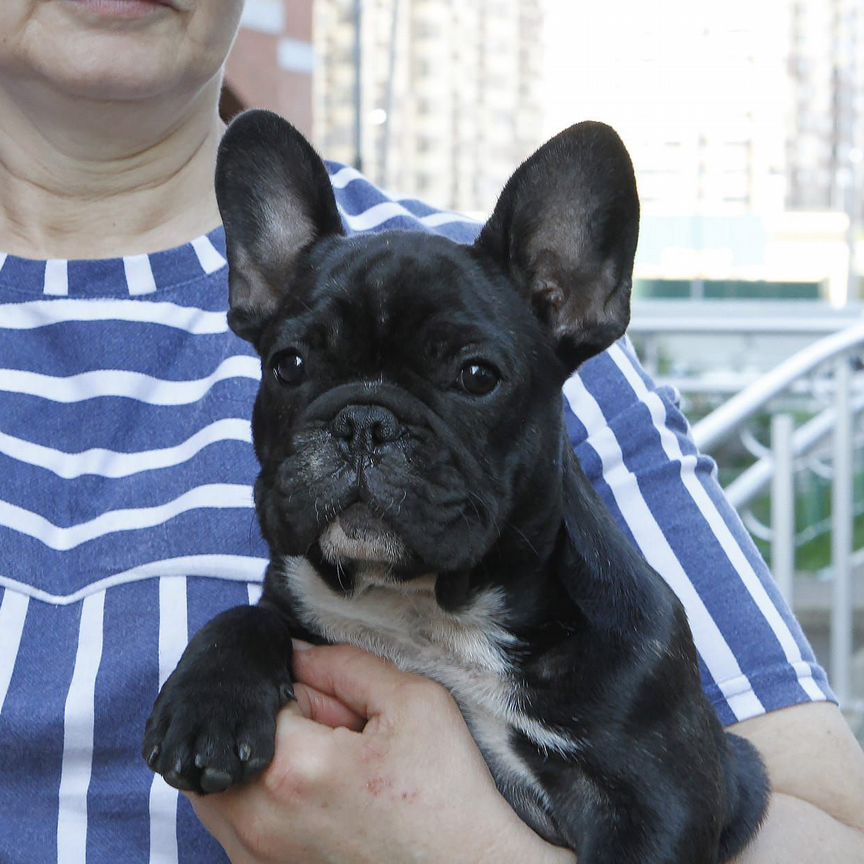 Французский бульдог