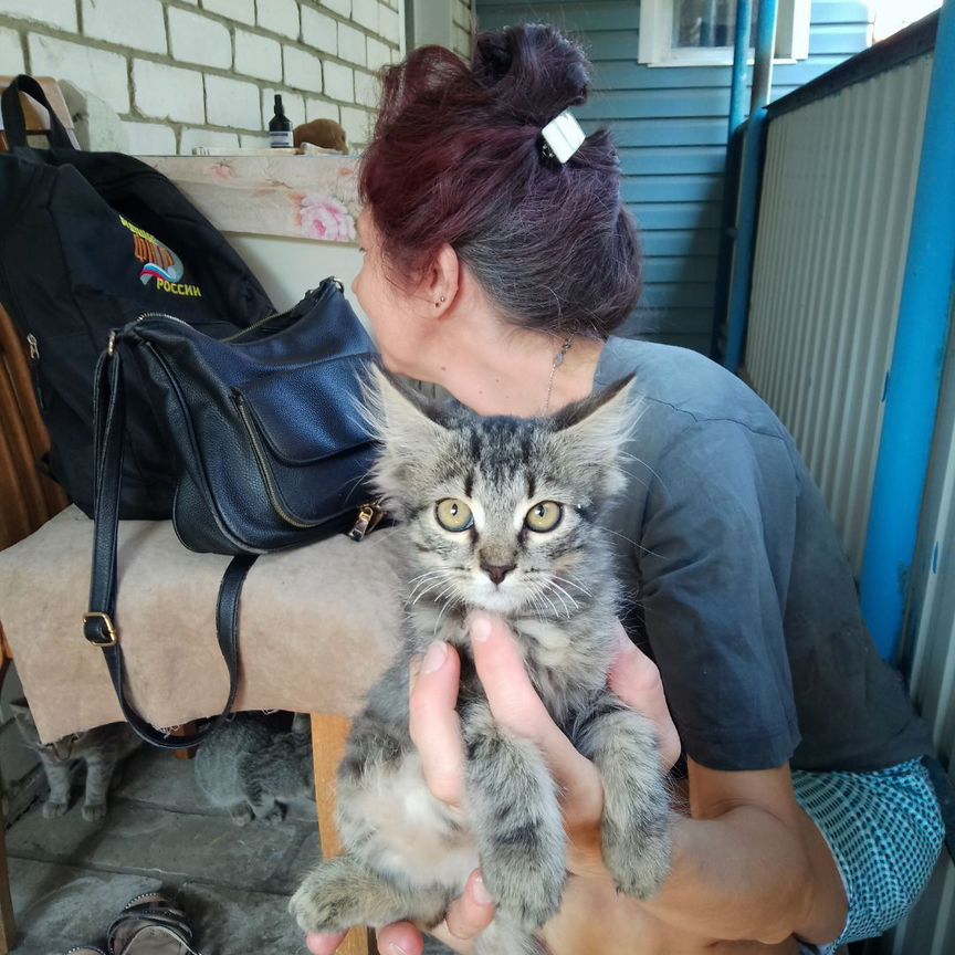 Котята в добрые руки