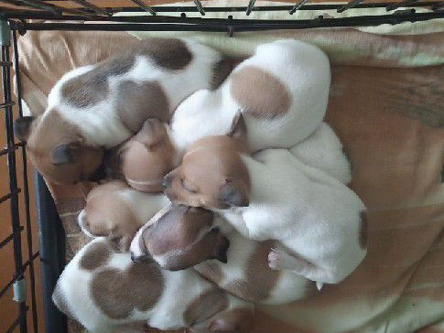 Щенки джек рассел терьер