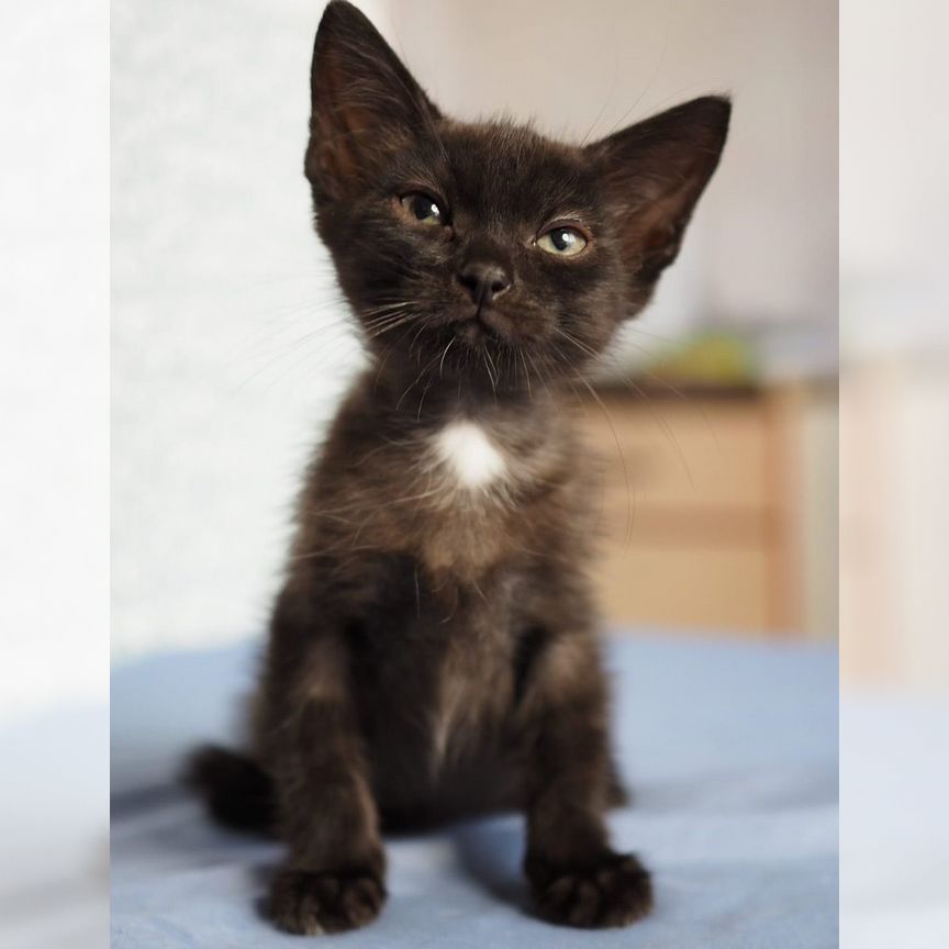 Ищем передержку или сразу дом маленькому котику