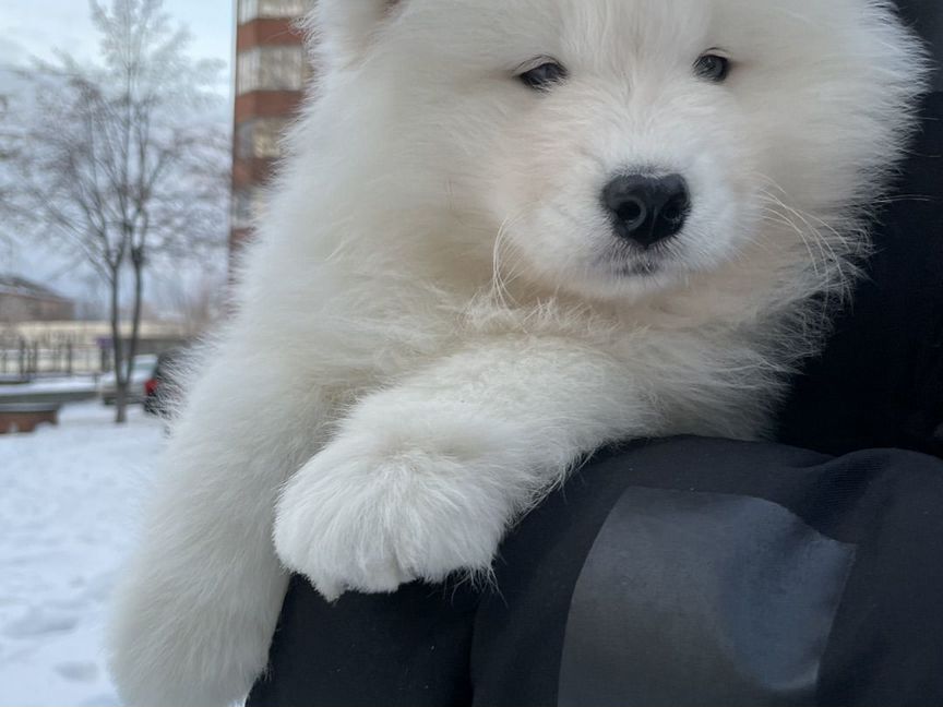Самоедская лайка щенок девочка