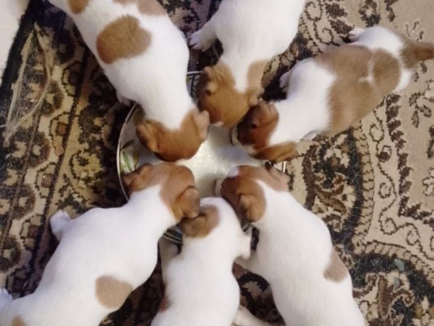 Щенки джек рассел терьер