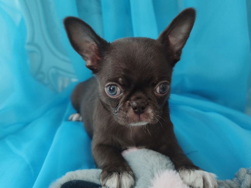 Шоколадик чихуахуа