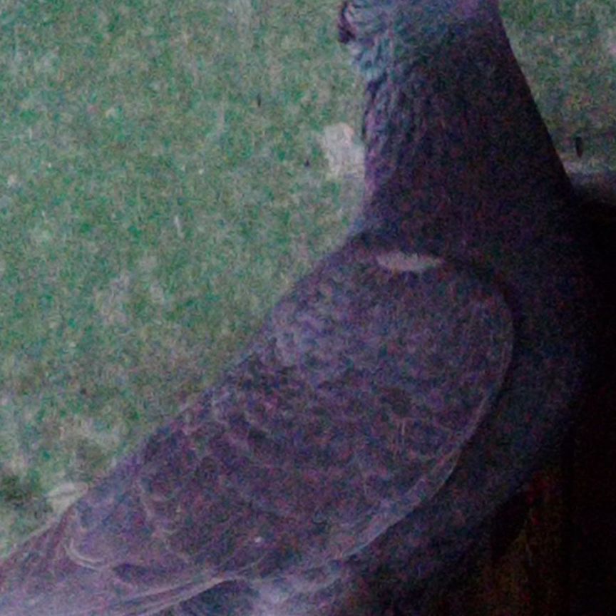 Голубки 2024 года