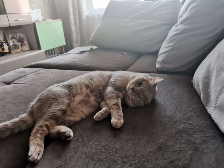 Шотландский кот вязка