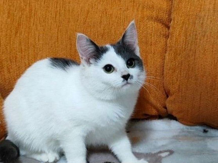 Котята ищут семью