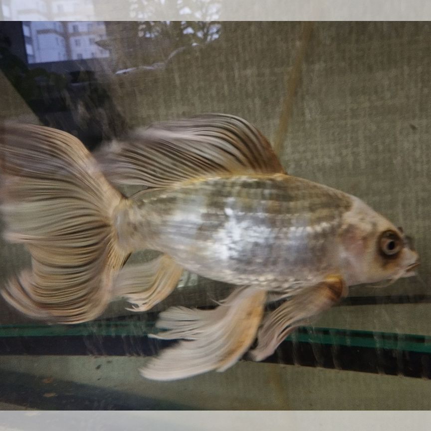 Вуалевый карп кои