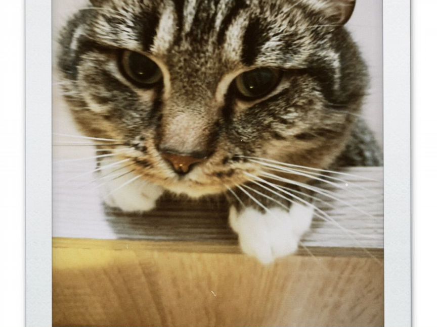 Кот Гриша