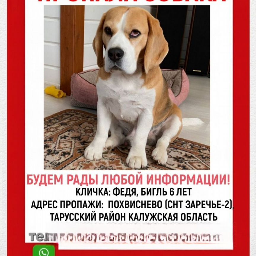 Бигль потерялся