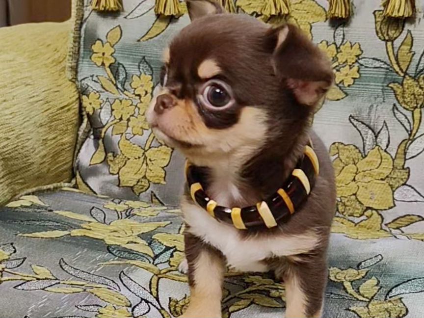 Мини эксклюзивный мальчик чихуахуа