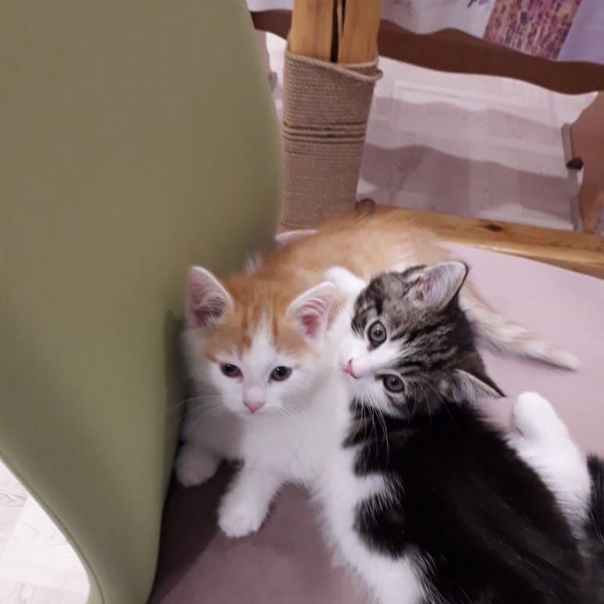 Котята в добрые руки мальчики 2 месяца