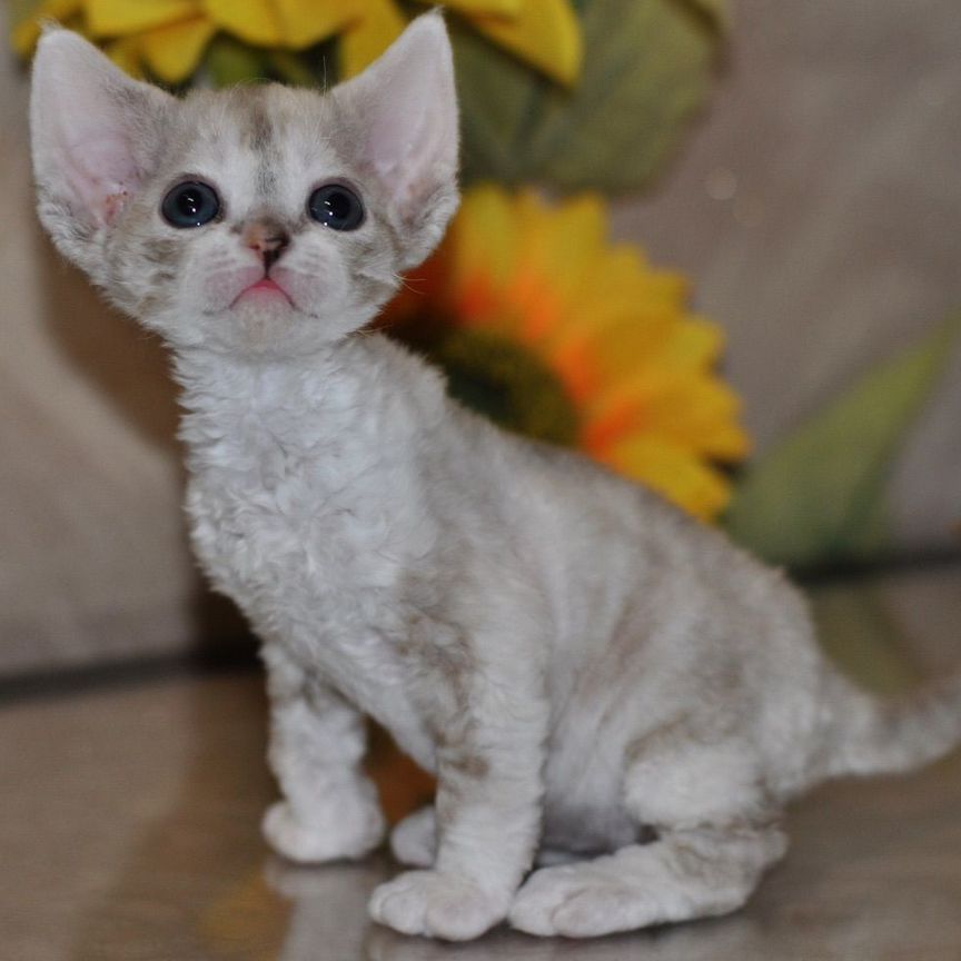 Девон-рекс котёнок