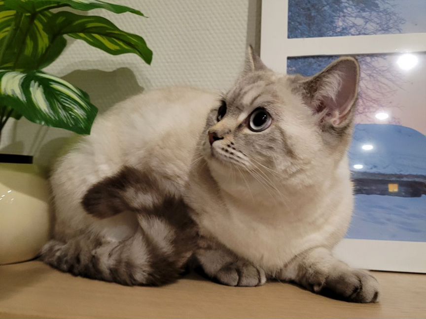 Шотландские котята антидепрессанты