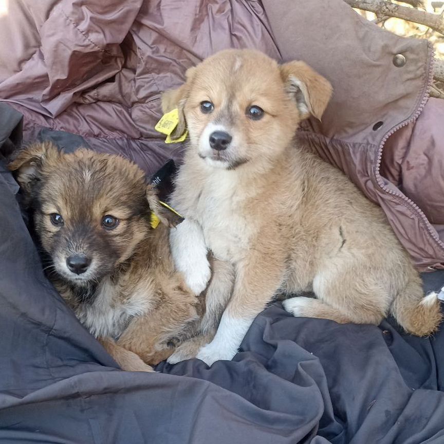 Щенок в добрые руки