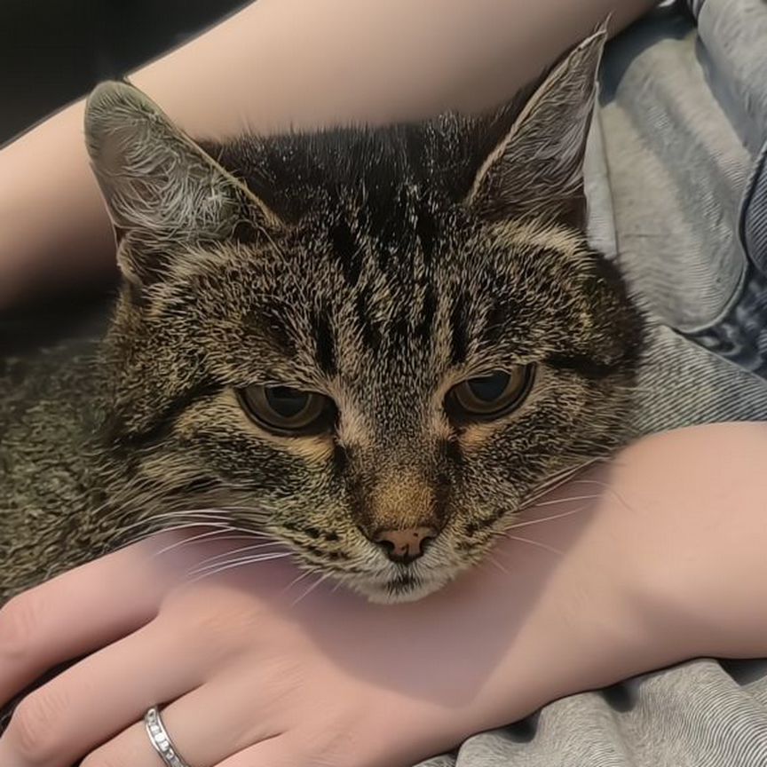 Взрослая, кошка в добрые руки