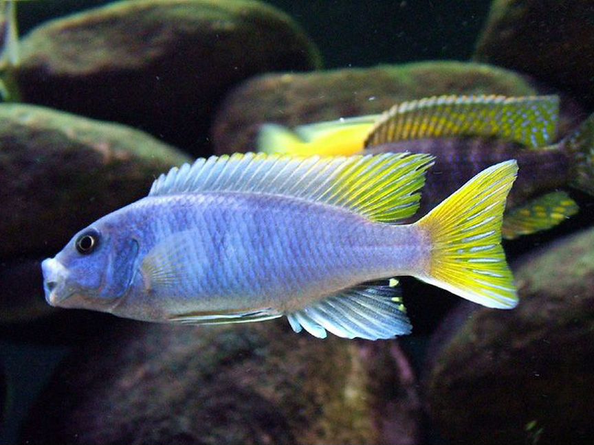 Цихлида Псевдотрофеус Ацей (Pseudotropheus Аcei)
