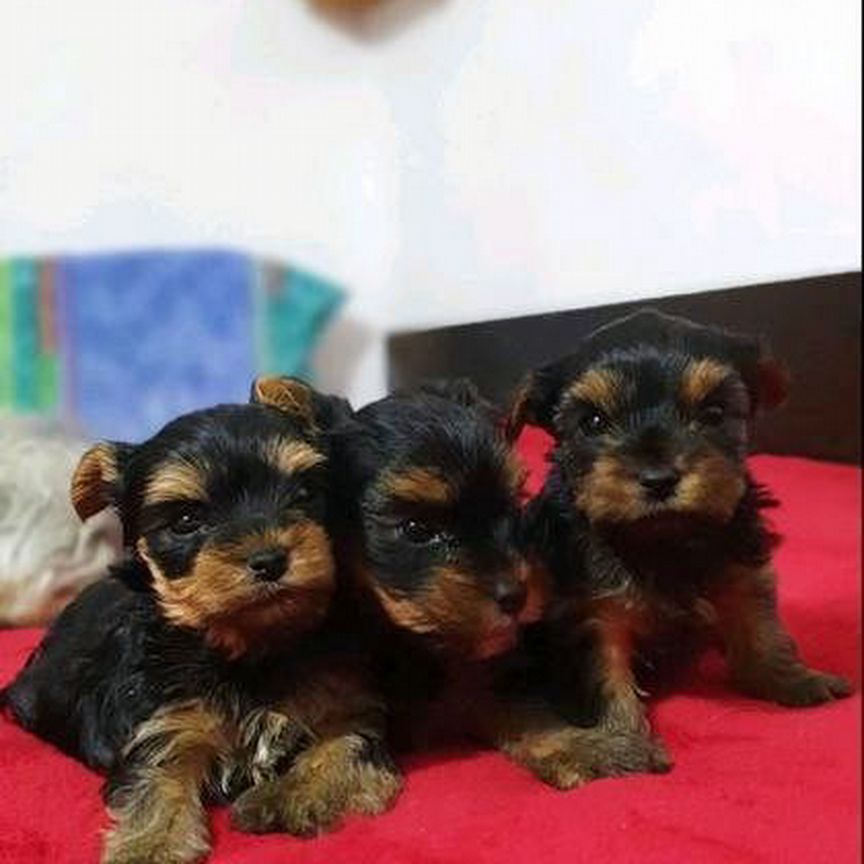 Щенки йоркширского терьера мини