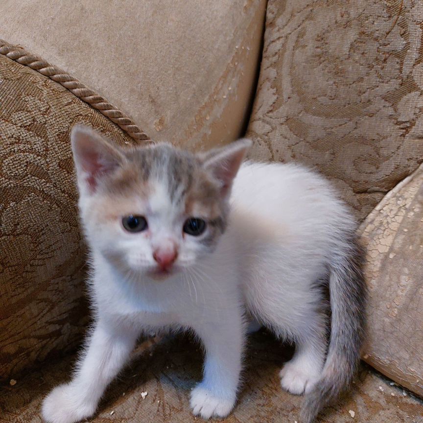 Отдам котёнка