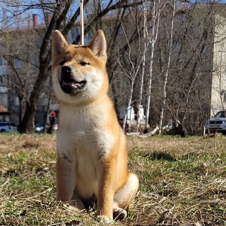 Сиба-ину, щенок