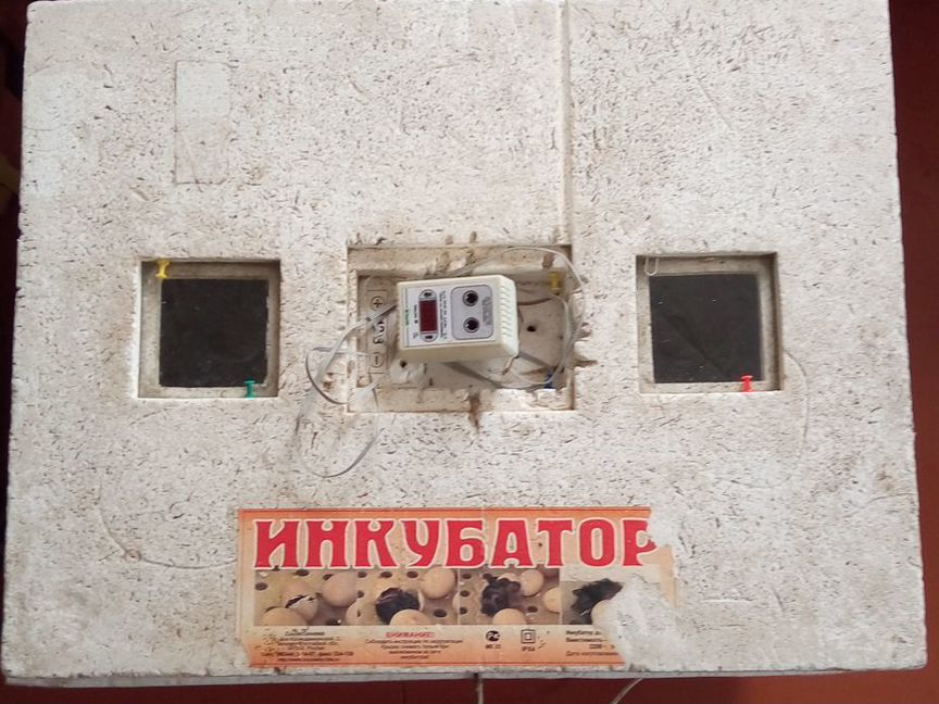 Инкубатор