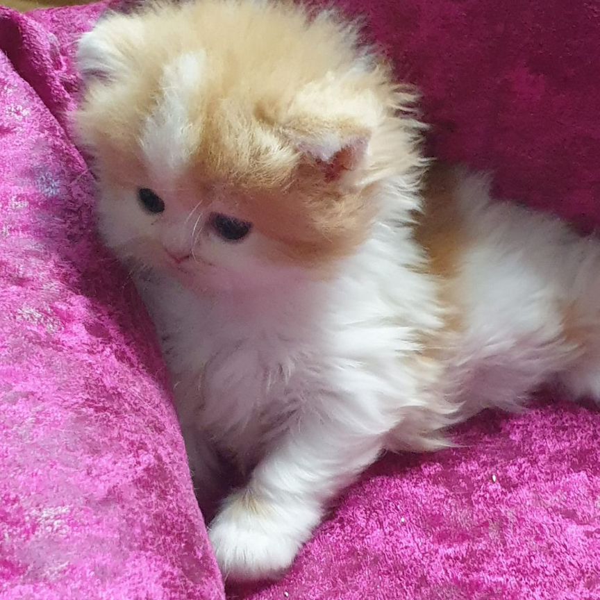 Шотландскй котёнок хайленд страйт