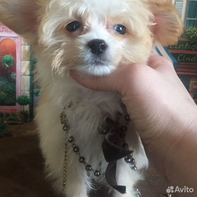 Super mini teddy dog /пушпи/ помапу