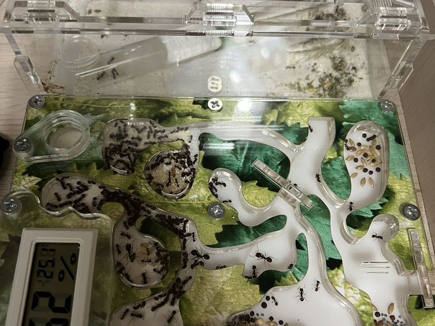 Муравьиная ферма с муравьями