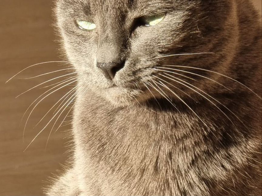 Котики бесплатно в добрые руки