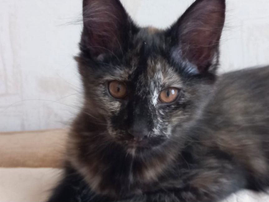 Котята. Котёнок мейн-кун