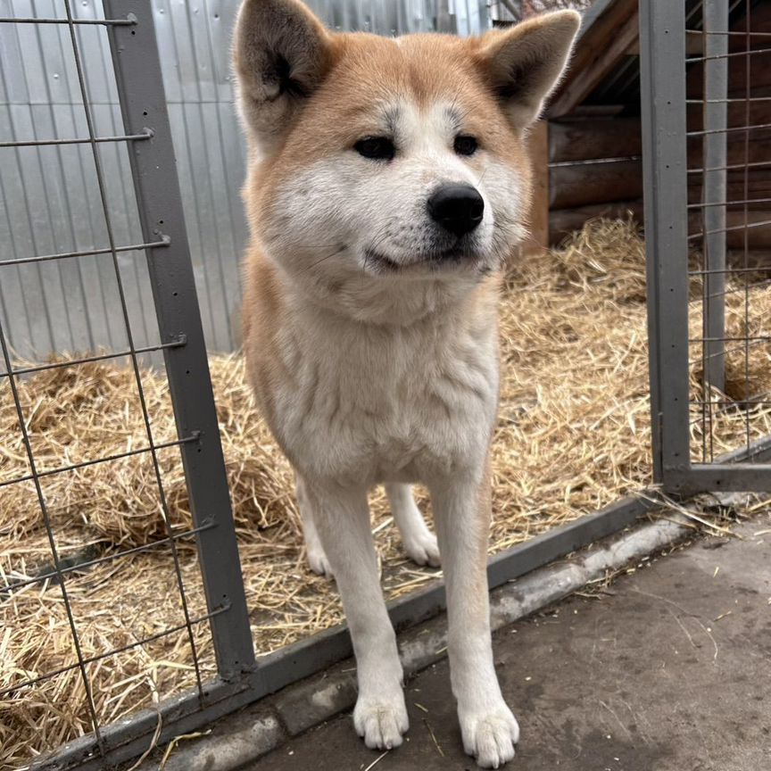 Акита ину