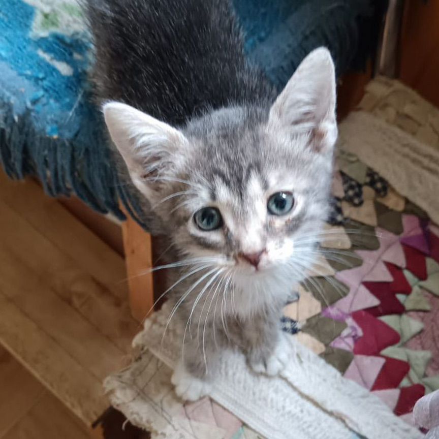 Котята а добрые руки 1,5 месяца