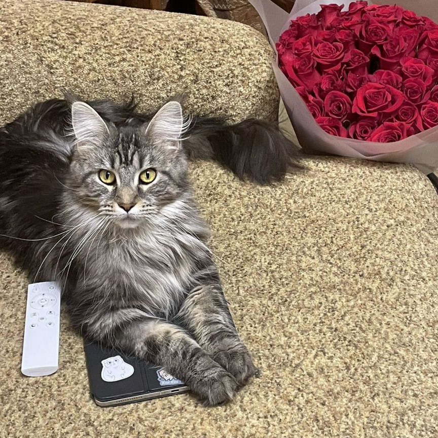 Вязка кошек майкун
