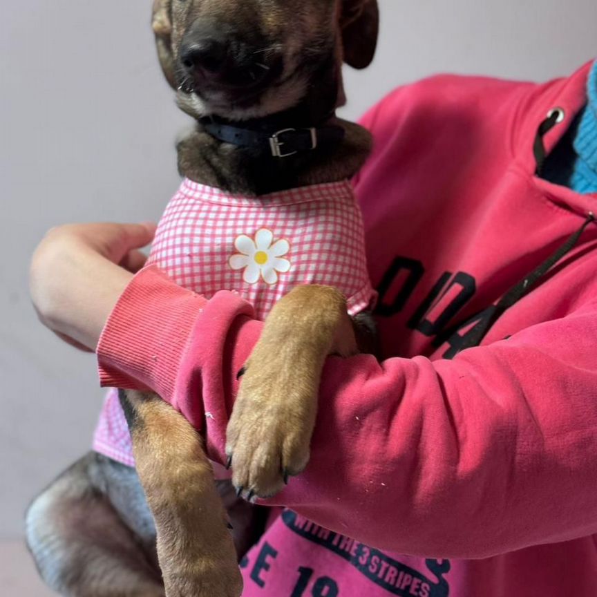 Капе щенок из приюта Некрасовка