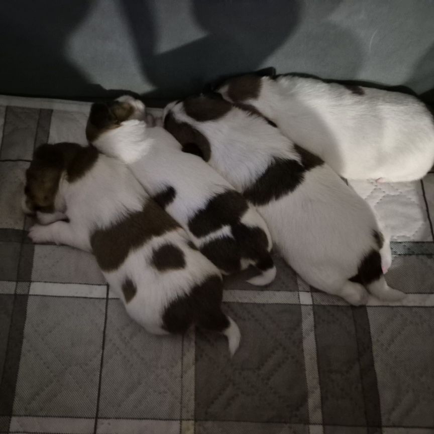 Джек-рассел-терьер, щенок