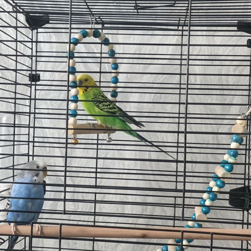 Волнистые попугаи