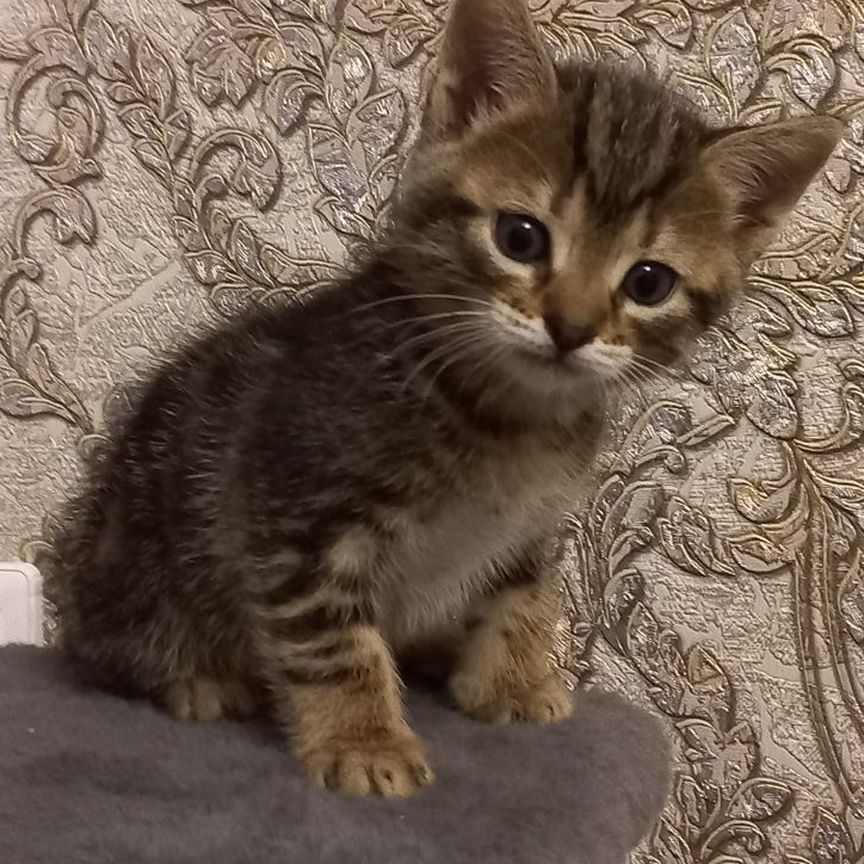 Котенок девочка бенгал