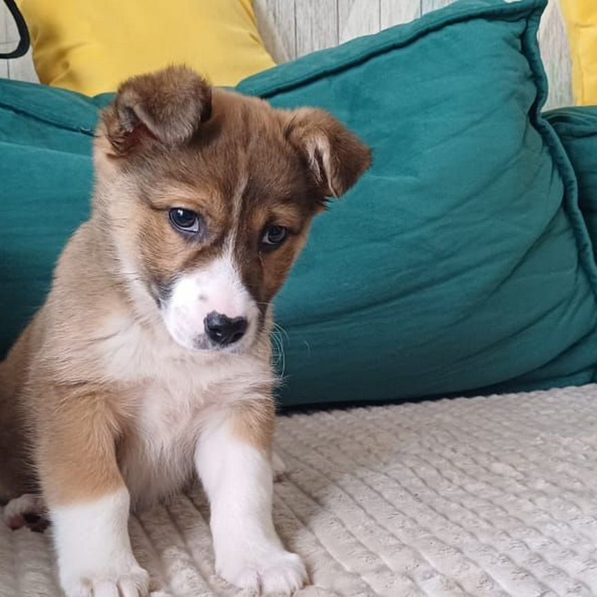 Малышка Наташа ищет дом