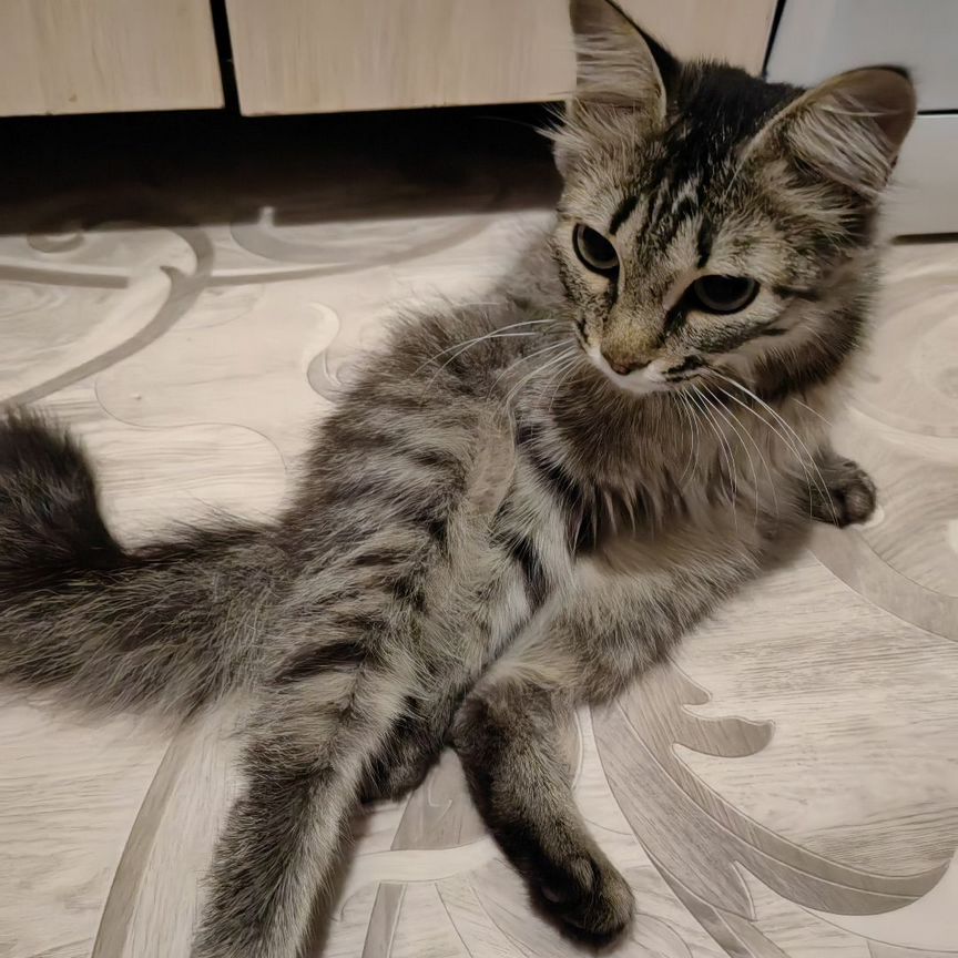 Найдена молодая кошка