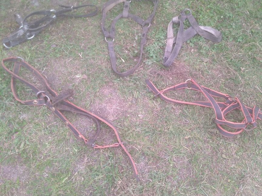 Сбруя для лошади