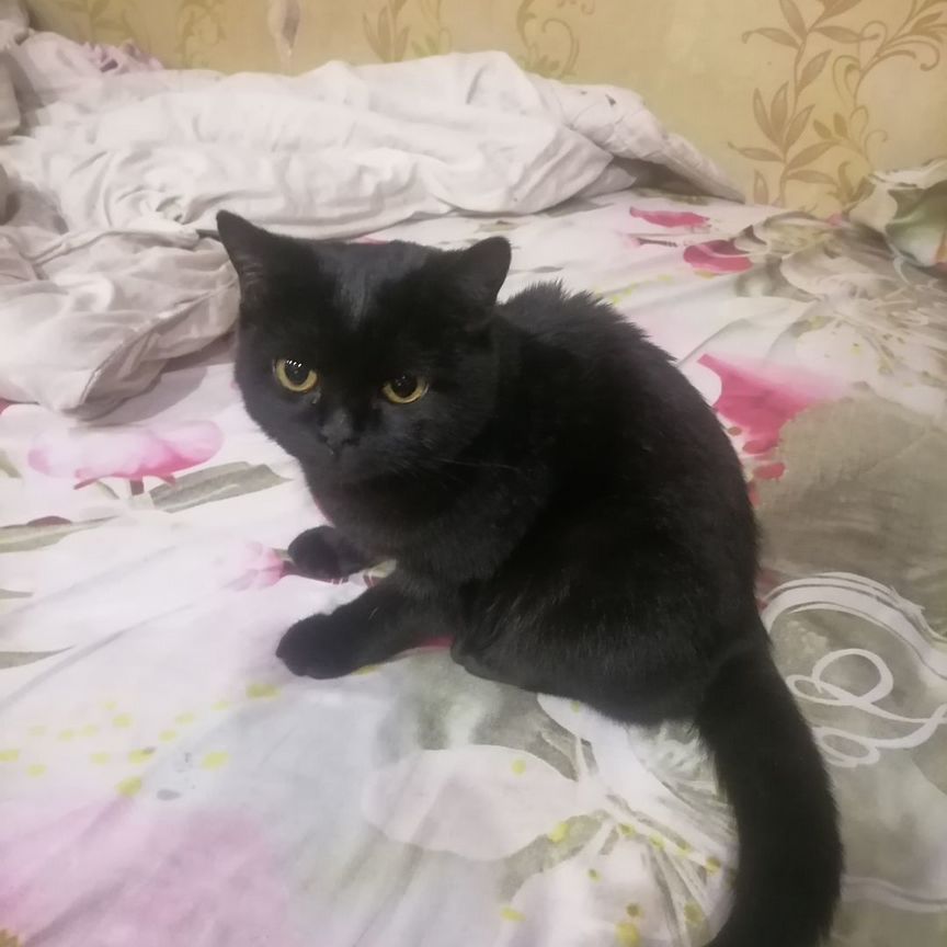 Кошки в добрые руки бесплатно