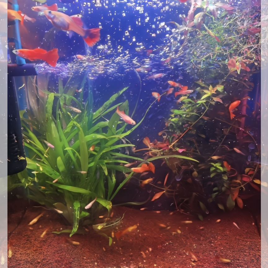 Аквариум бу с рыбками