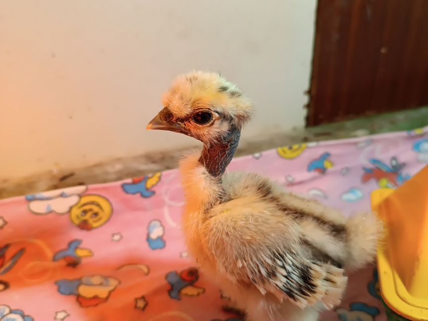 Цыплята китайской шёлковой сизли- фризли