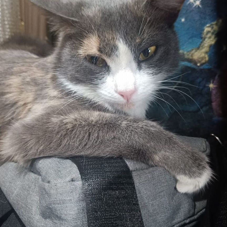 Сима- 1,5 лет. В дом