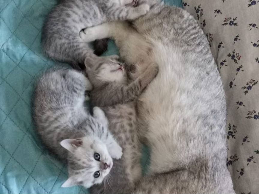 Шотландские котята