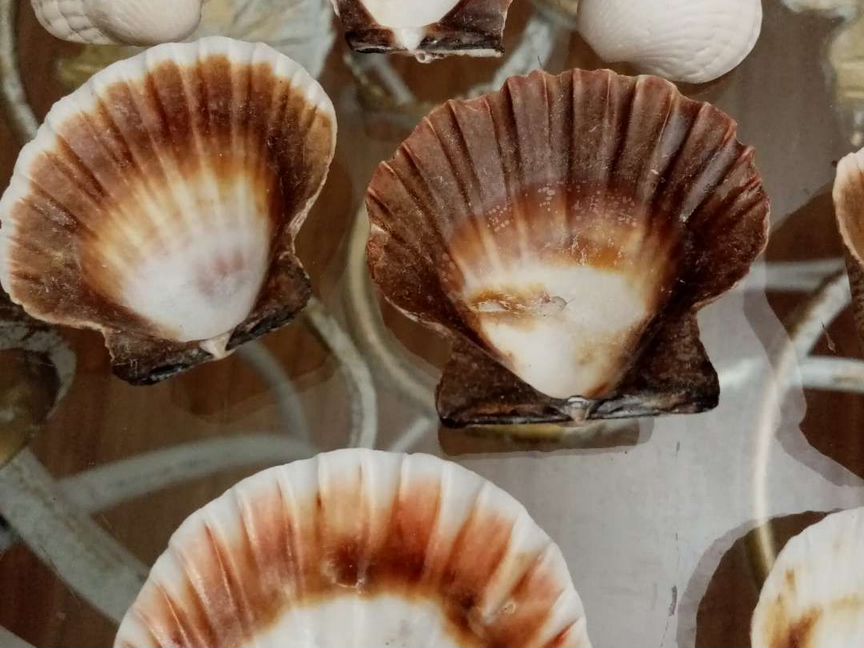 Морские ракушки
