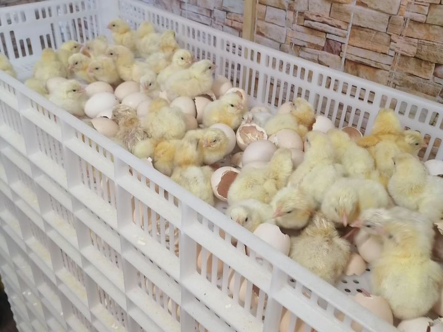 Цыплята бройлера