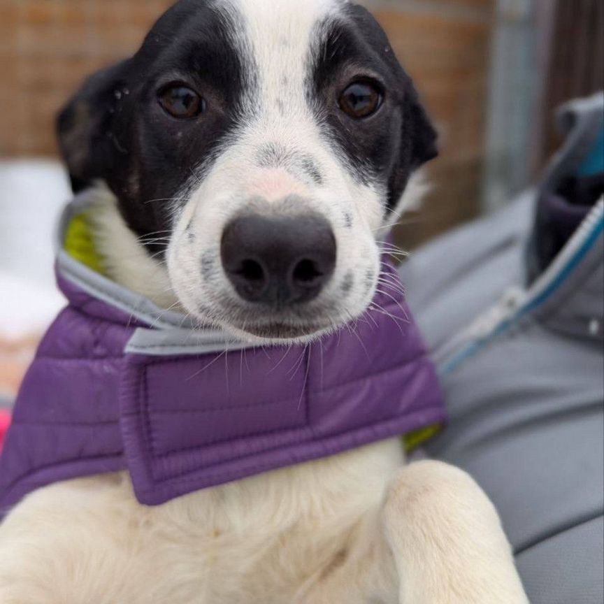 Щенок в добрые руки