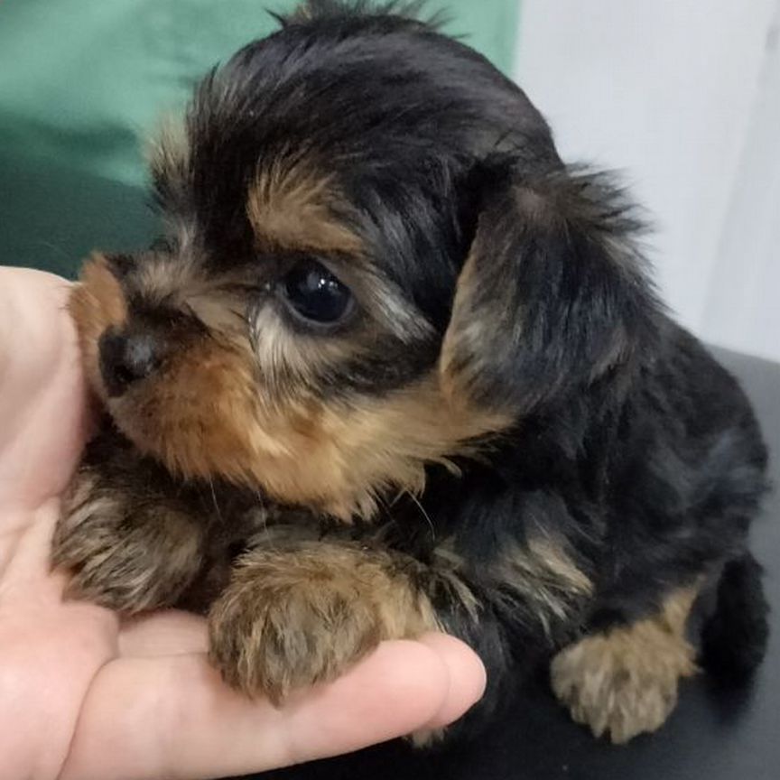 Йоркширский терьер, щенок