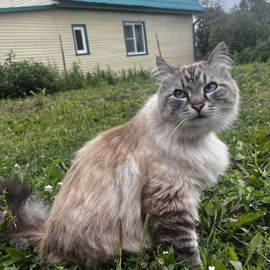 Помогите найти кота